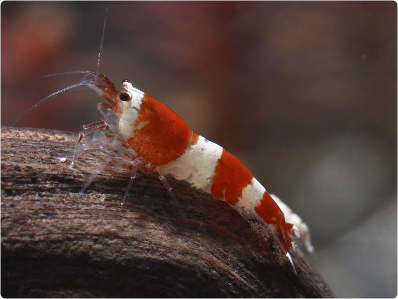 CRYSTAL RED SHRIMP - Chibi-Aquarium