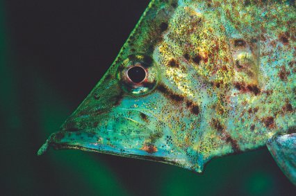 LEAF FISH - Chibi-Aquarium