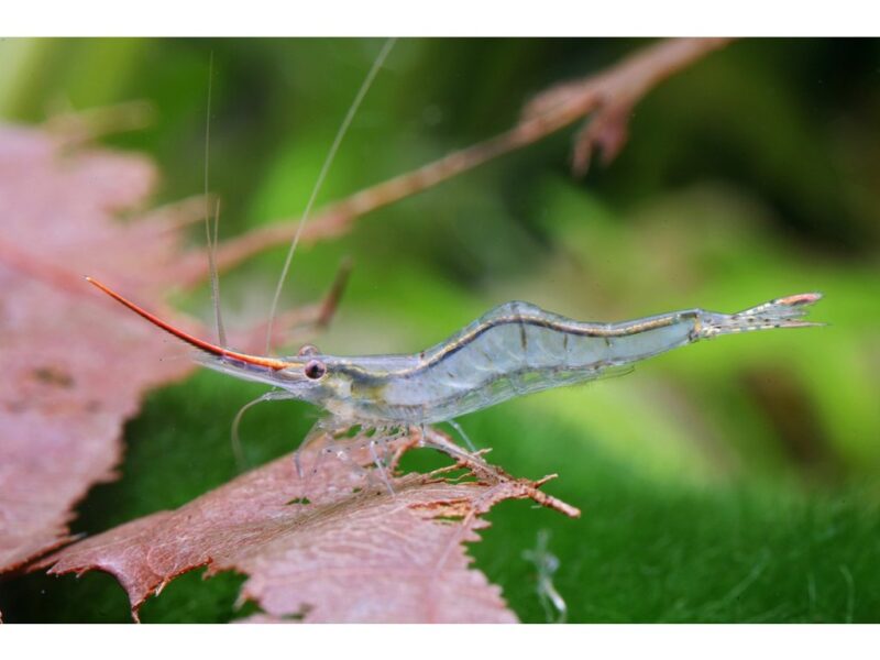 PINOKIO SHRIMP - Chibi-Aquarium