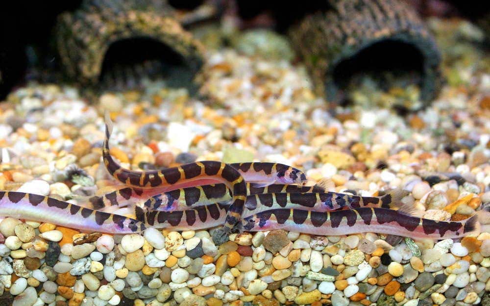 KUHLI LOACH - Chibi-Aquarium