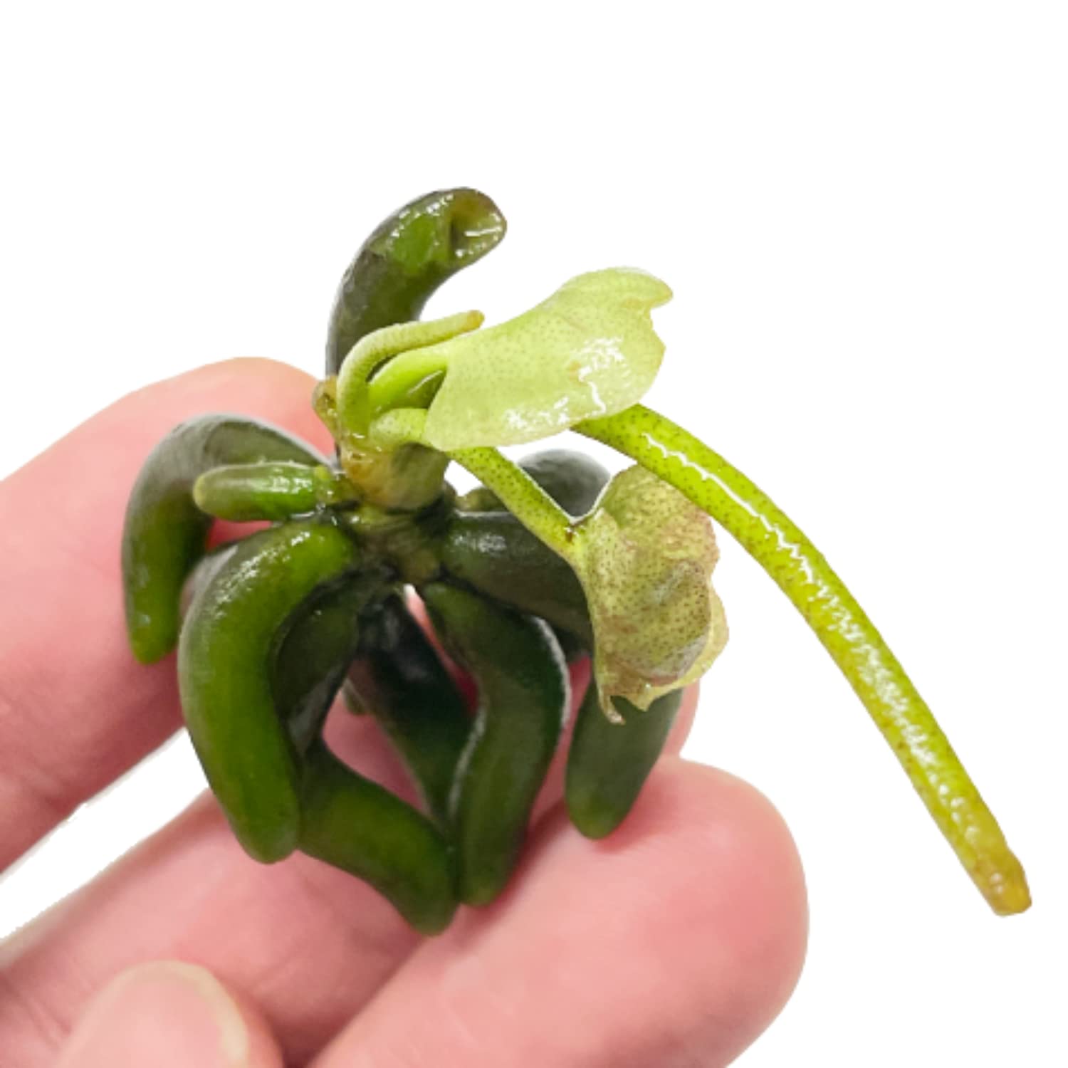 BANANA PLANT- NYMPHOIDES AQUATICA - Chibi-Aquarium