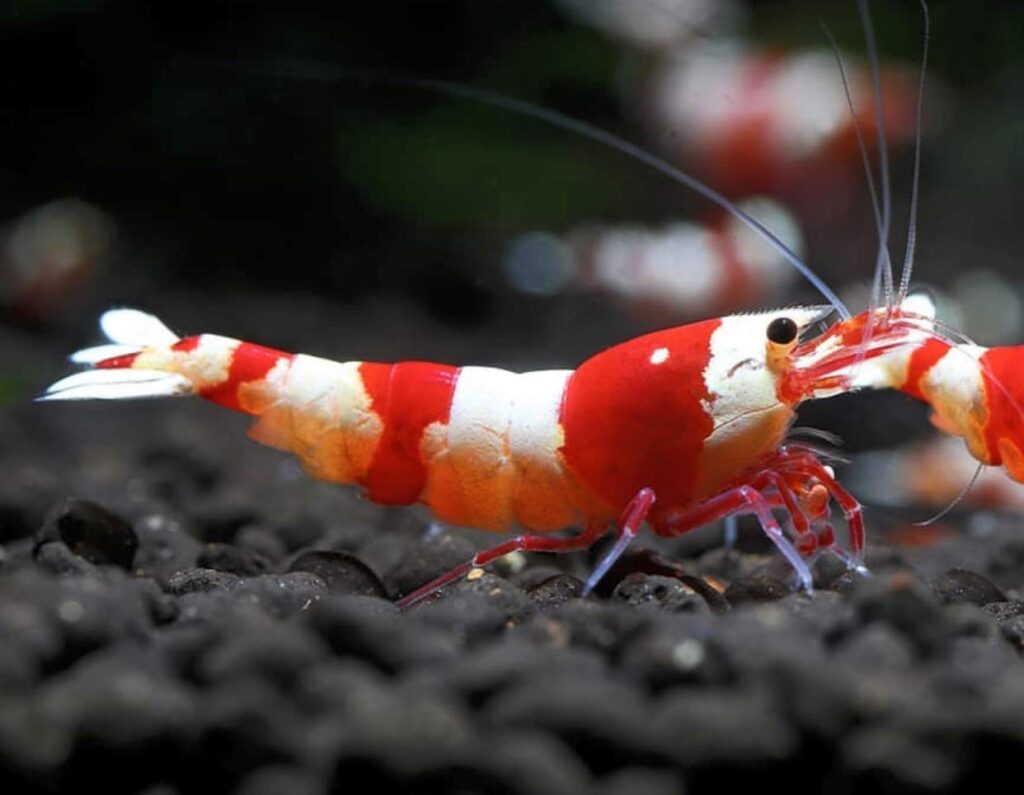 CRYSTAL RED SHRIMP - Chibi-Aquarium