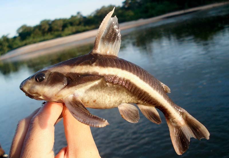 STRIPED RAPHAEL CATFISH - Chibi-Aquarium