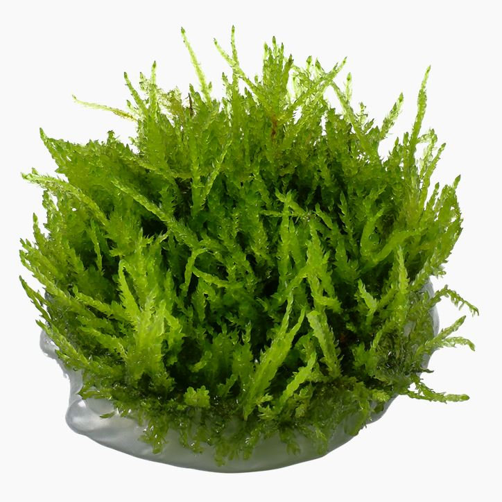 WEEPING MOSS - Chibi-Aquarium