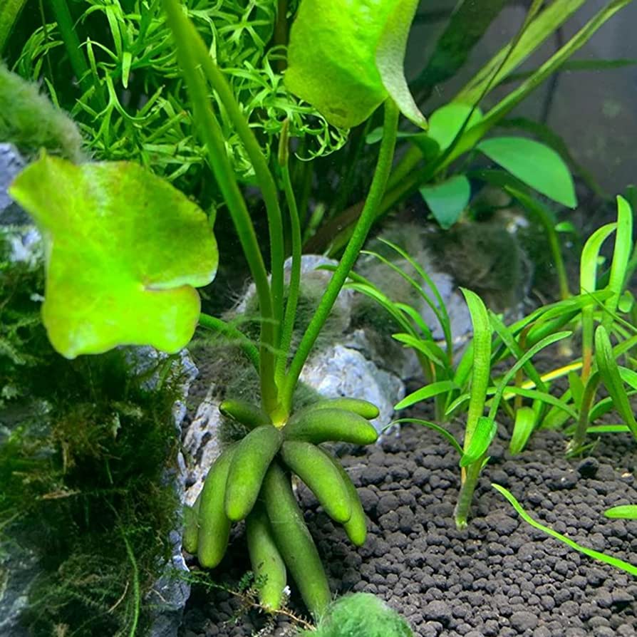 BANANA PLANT- NYMPHOIDES AQUATICA - Chibi-Aquarium