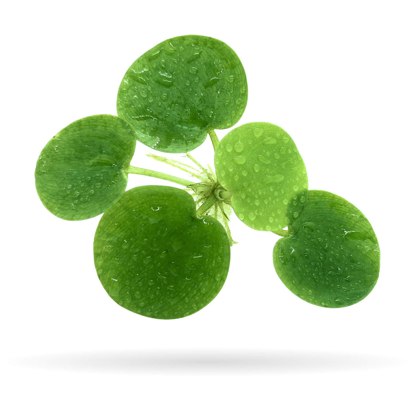 FROGBIT - Chibi-Aquarium