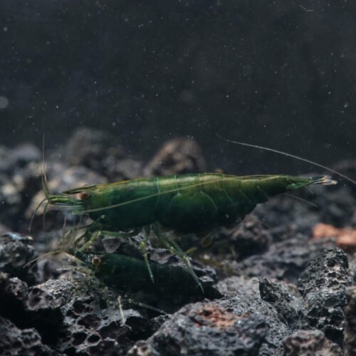 GREEN JADE SHRIMP - Chibi-Aquarium