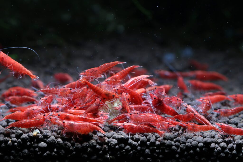 CHERRY SHRIMP - Chibi-Aquarium