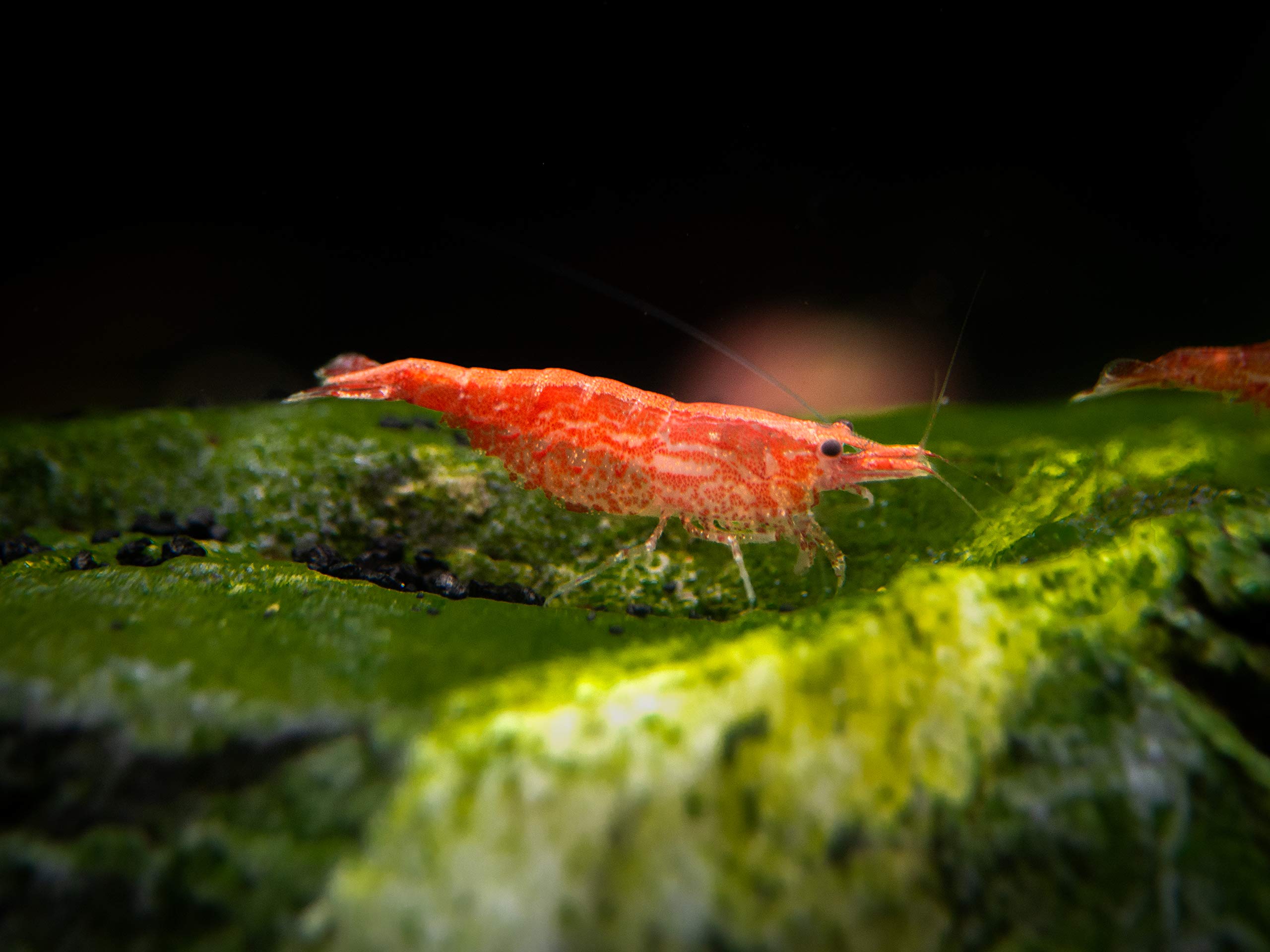 CHERRY SHRIMP - Chibi-Aquarium