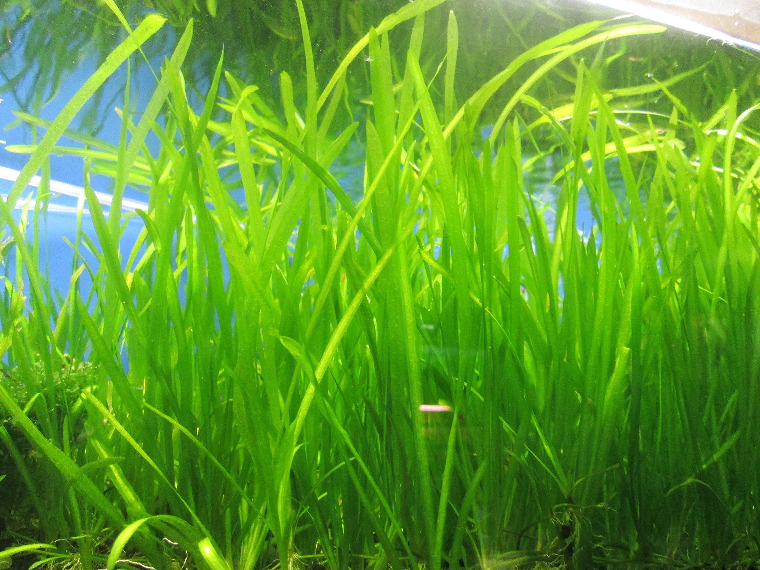VALLISNERIA - Chibi-Aquarium