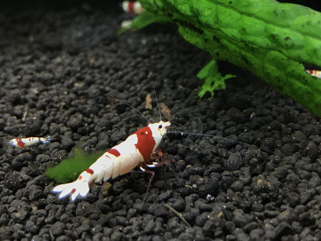 CRYSTAL RED SHRIMP - Chibi-Aquarium