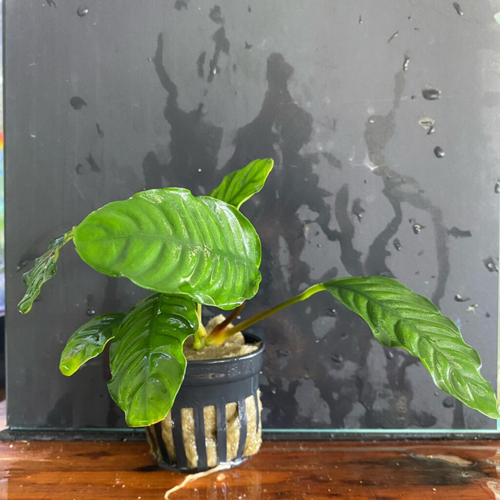 ANUBIAS COFFEEFOLIA - Chibi-Aquarium