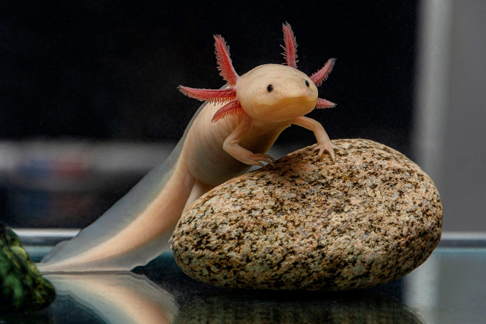 AXOLOTL - Chibi-Aquarium