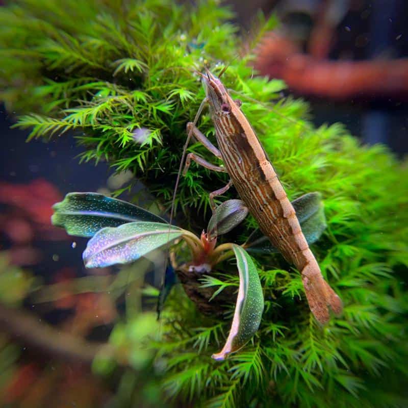 BAMBOO SHRIMP - Chibi-Aquarium