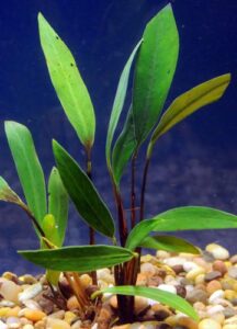 ANUBIAS AFZELII - Chibi-Aquarium