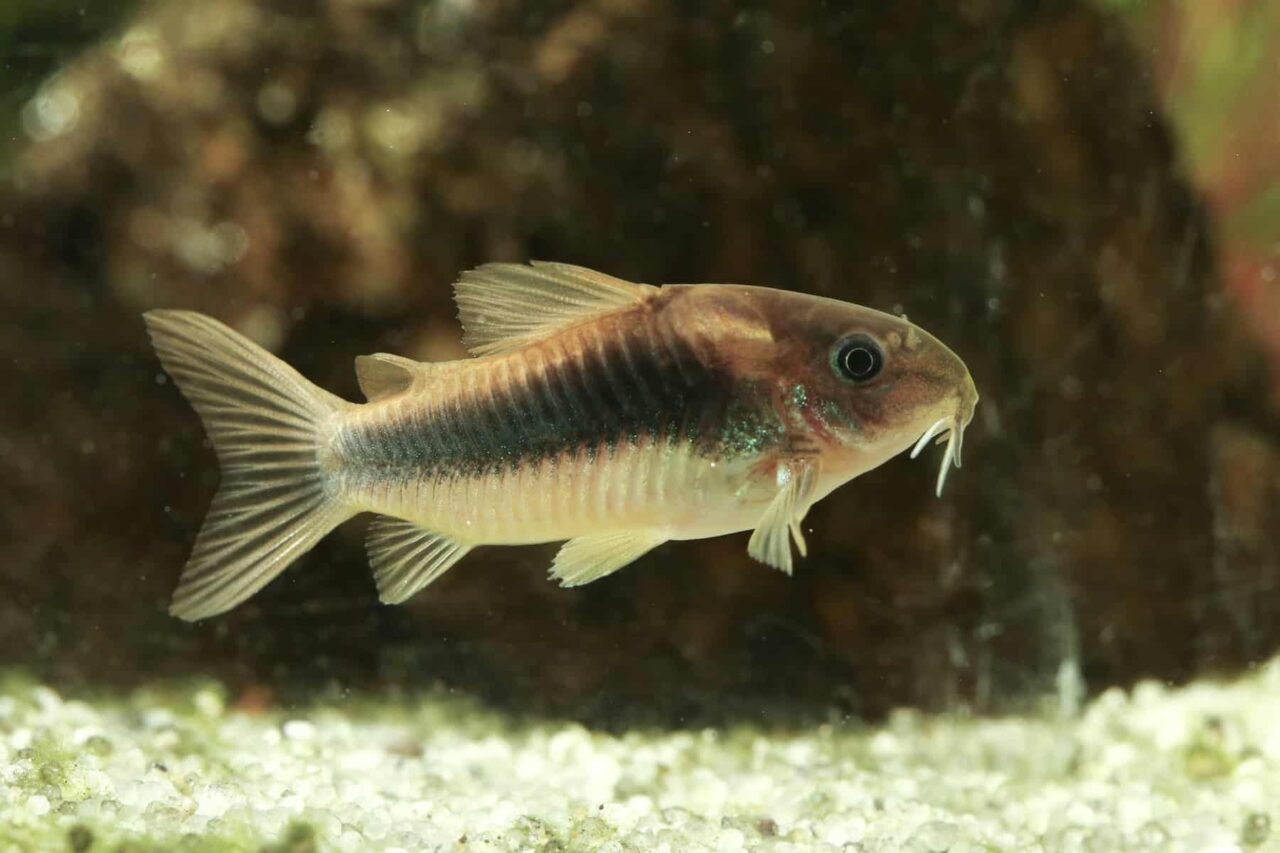Corydoras Catfish - Chibi-Aquarium