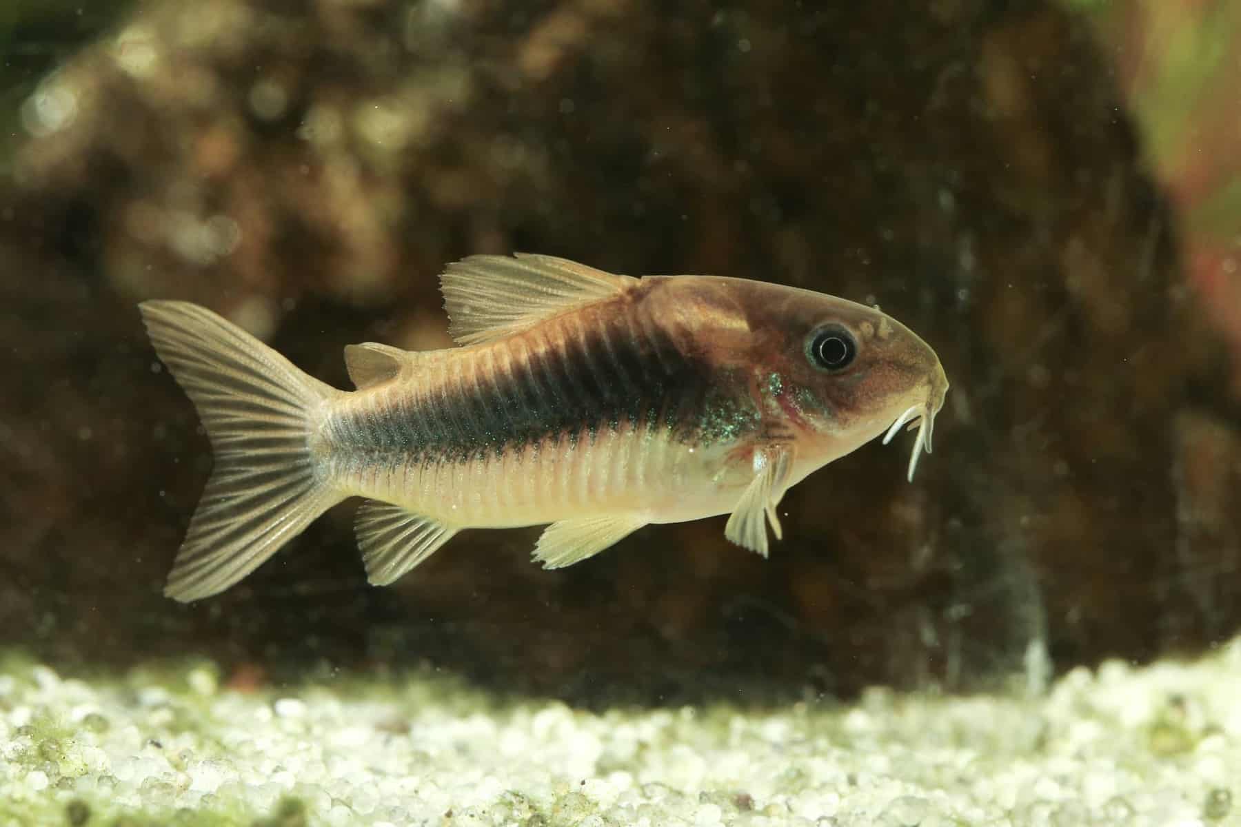 Corydoras Catfish - Chibi-Aquarium