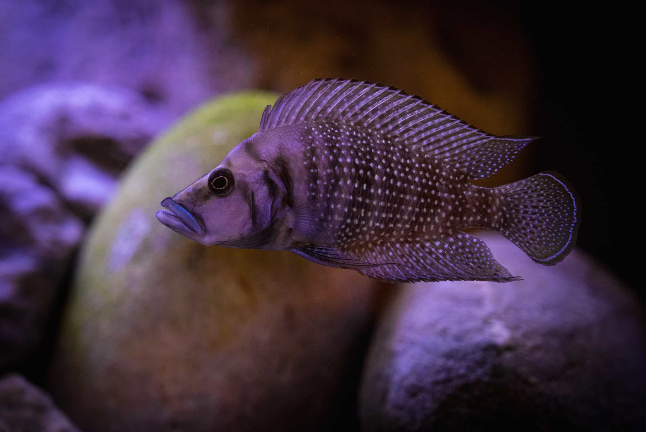 CALVUS CICHLID - Chibi-Aquarium