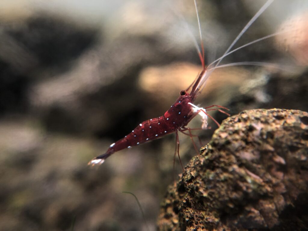 CARDINAL SHRIMP - Chibi-Aquarium