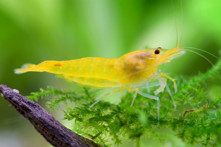 YELLOW KING KONG SHRIMP - Chibi-Aquarium