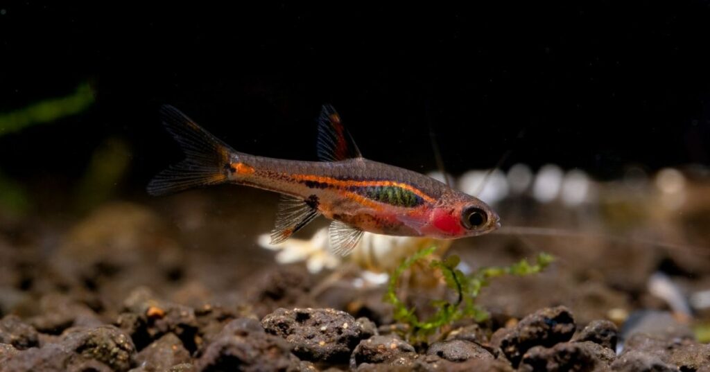 PHOENIX RASBORA - Chibi-Aquarium