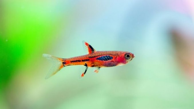 PHOENIX RASBORA - Chibi-Aquarium
