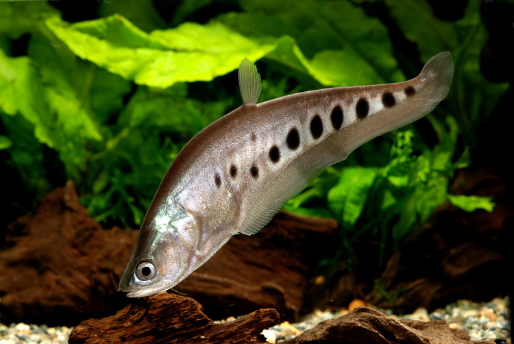 KNIFE FISH - Chibi-Aquarium