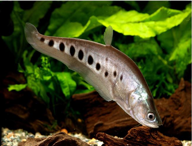 KNIFE FISH - Chibi-Aquarium