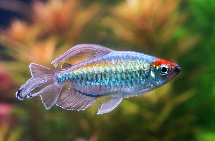 CONGO TETRA - Chibi-Aquarium
