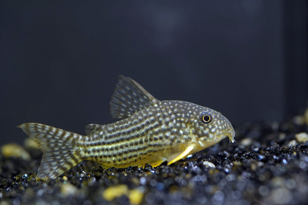 Corydoras Catfish - Chibi-Aquarium