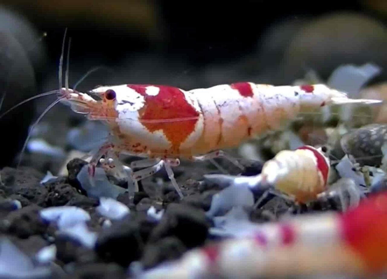 CRYSTAL RED SHRIMP - Chibi-Aquarium