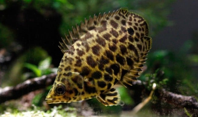 LEOPARD BUSH FISH - Chibi-Aquarium