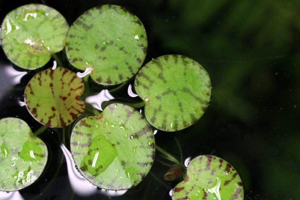 FROGBIT - Chibi-Aquarium