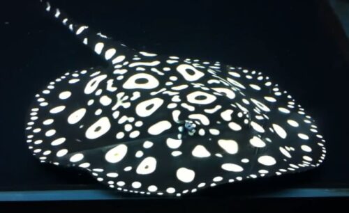 POLKA DOT STINGRAY - Chibi-Aquarium