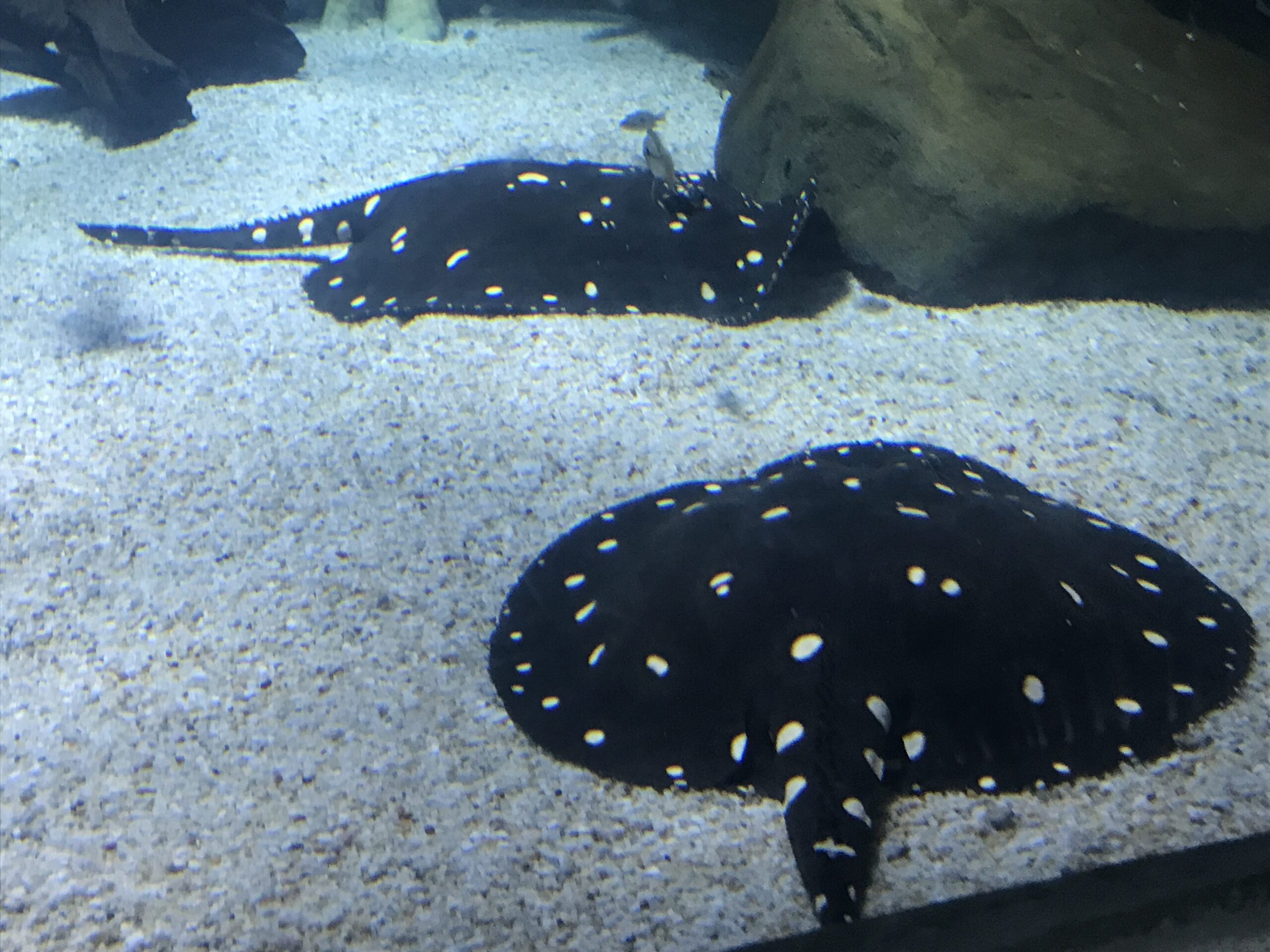 POLKA DOT STINGRAY - Chibi-Aquarium