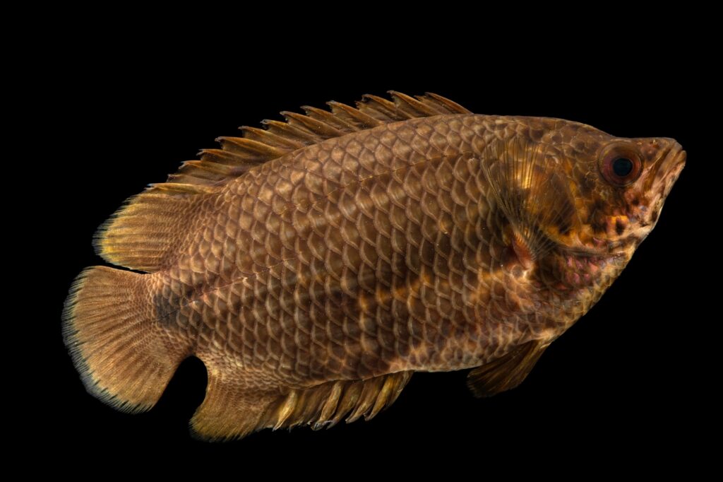 LEOPARD BUSH FISH - Chibi-Aquarium