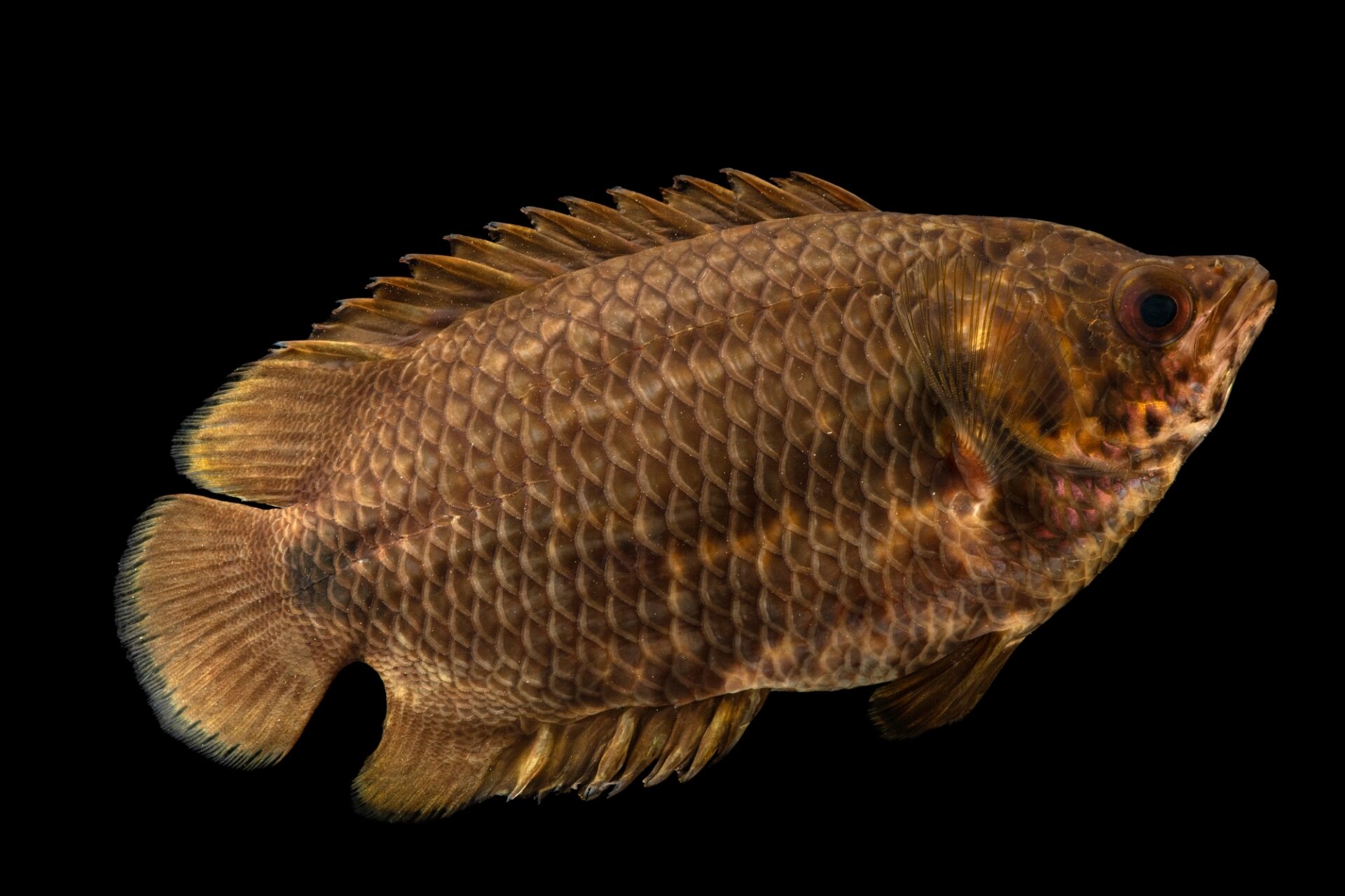 LEOPARD BUSH FISH - Chibi-Aquarium