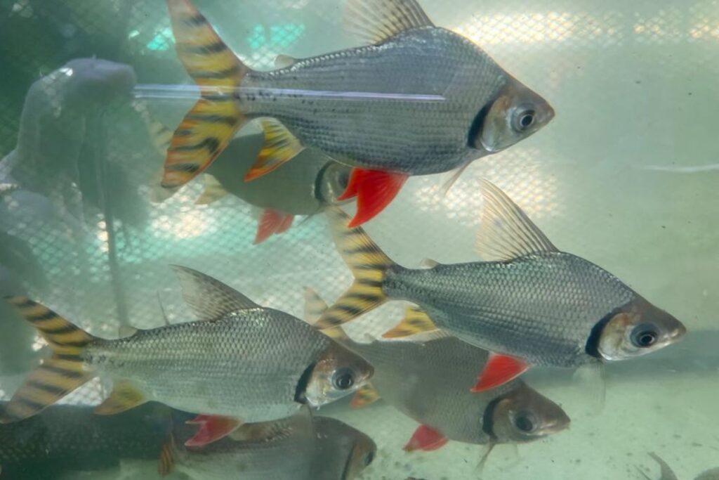 FLAGTAIL - Chibi-Aquarium