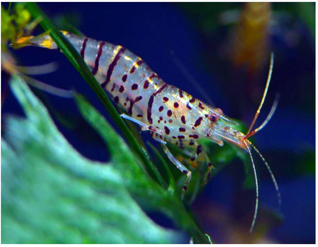 TIGER SHRIMP - Chibi-Aquarium