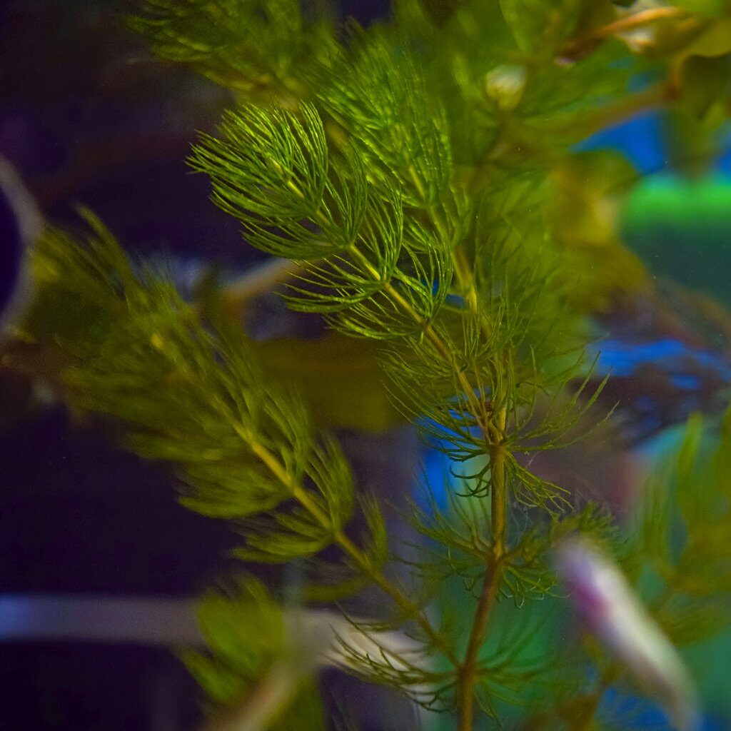 HORNWORT - Chibi-Aquarium