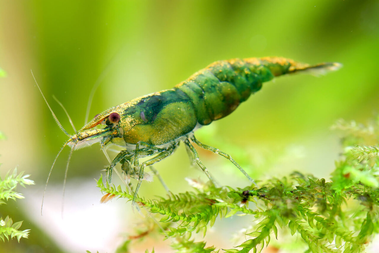 GREEN JADE SHRIMP - Chibi-Aquarium