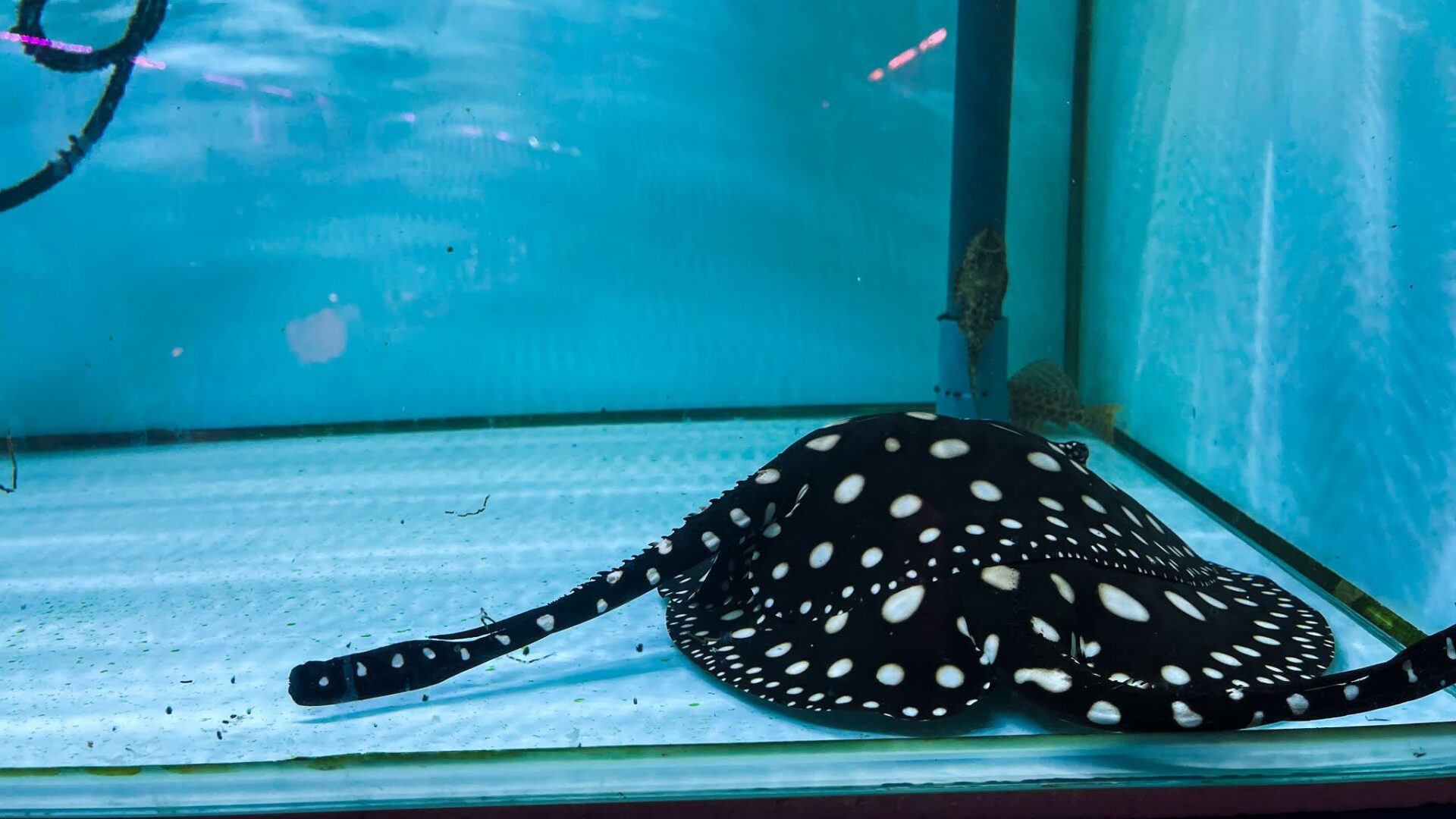POLKA DOT STINGRAY - Chibi-Aquarium