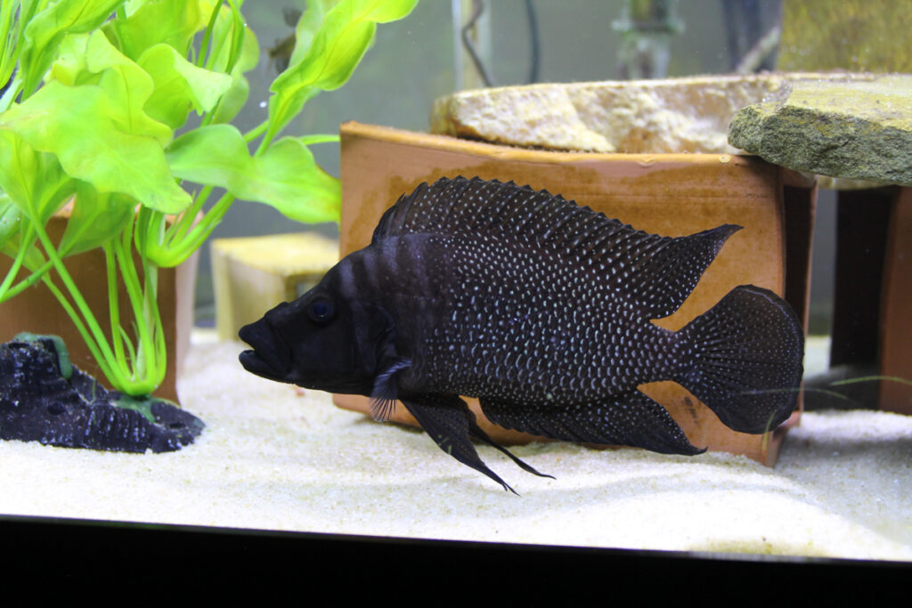 CALVUS CICHLID - Chibi-Aquarium