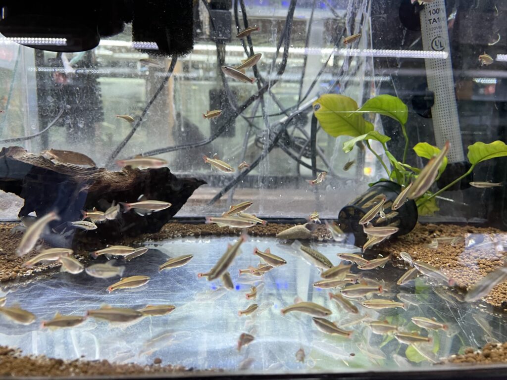 WHITE CLOUD MOUNTAIN MINNOW - Chibi-Aquarium