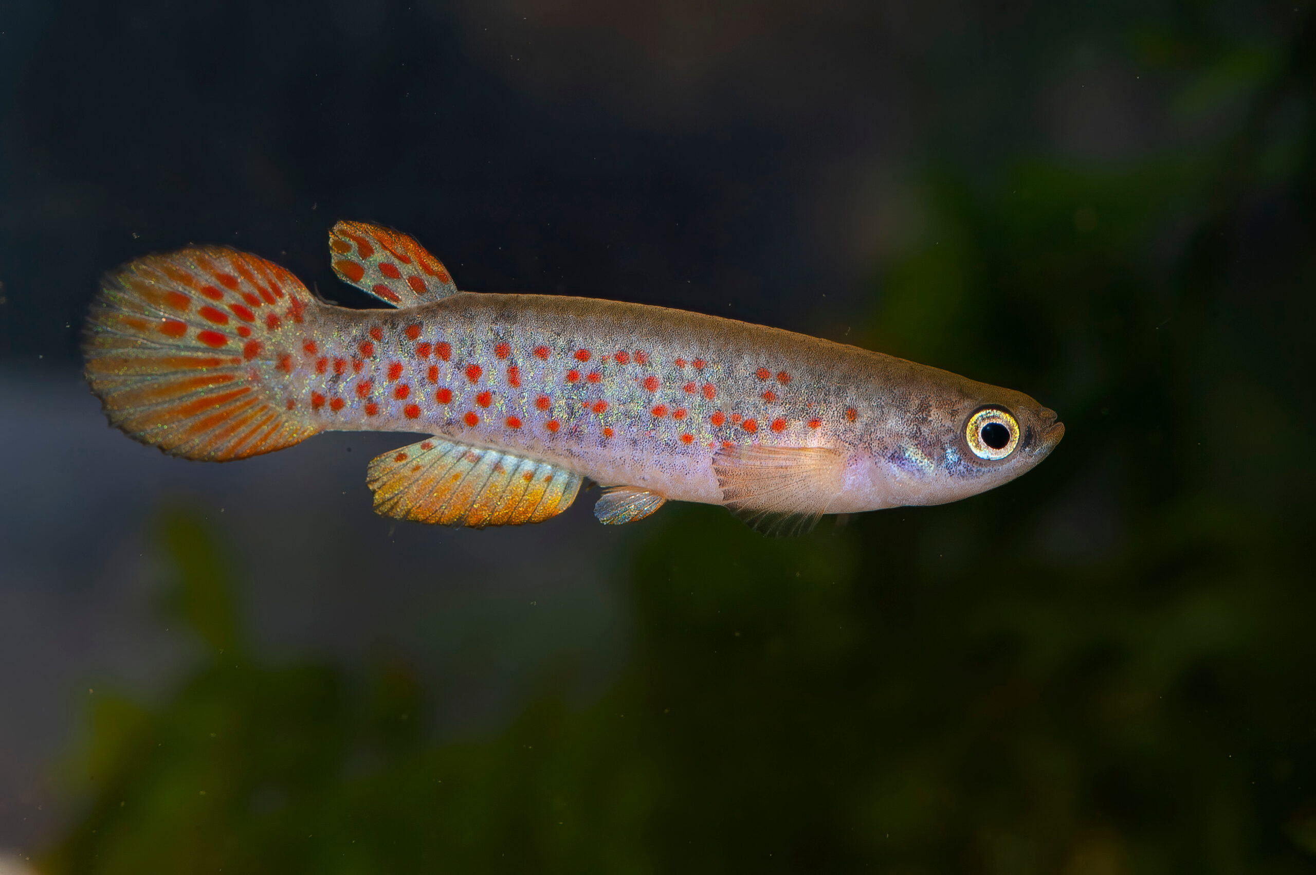 KILLIFISH - Chibi-Aquarium