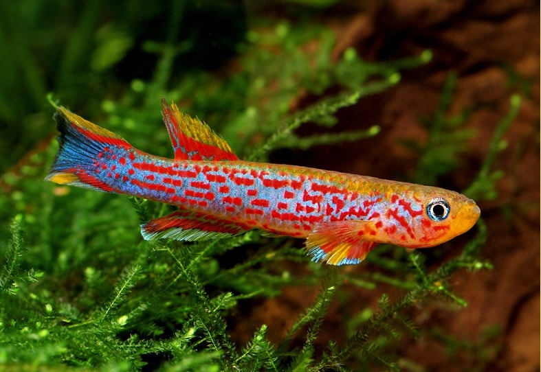 KILLIFISH - Chibi-Aquarium