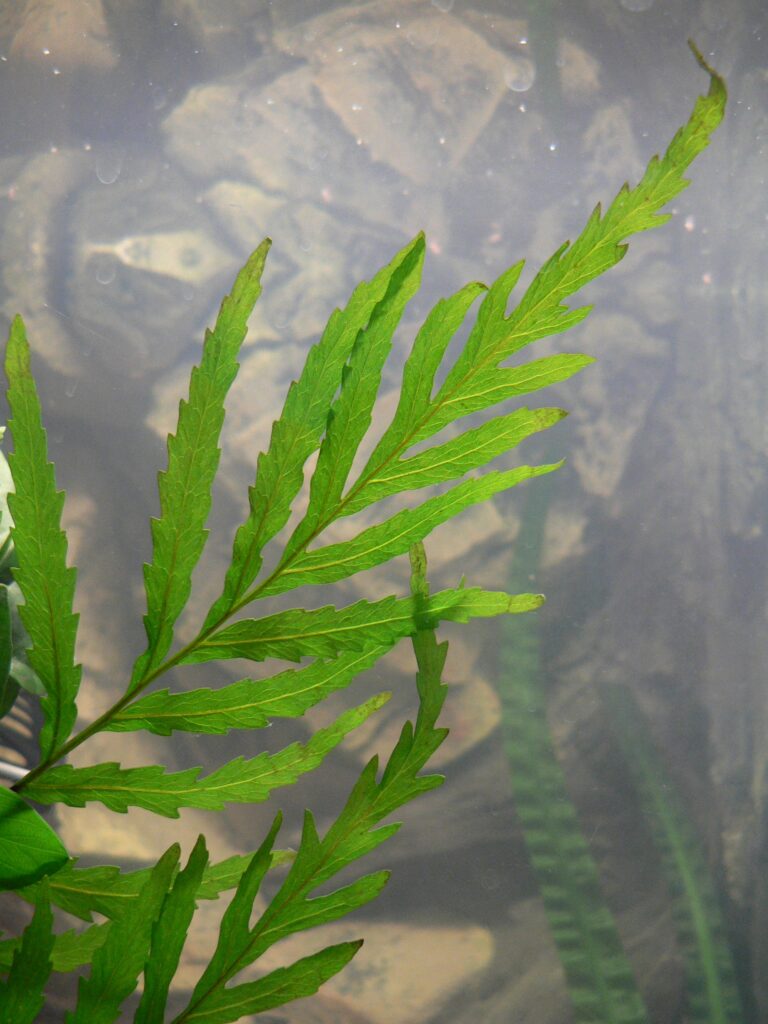 AFRICAN WATER FERN - Chibi-Aquarium