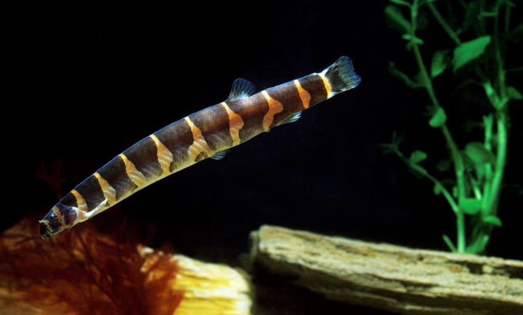 KUHLI LOACH - Chibi-Aquarium
