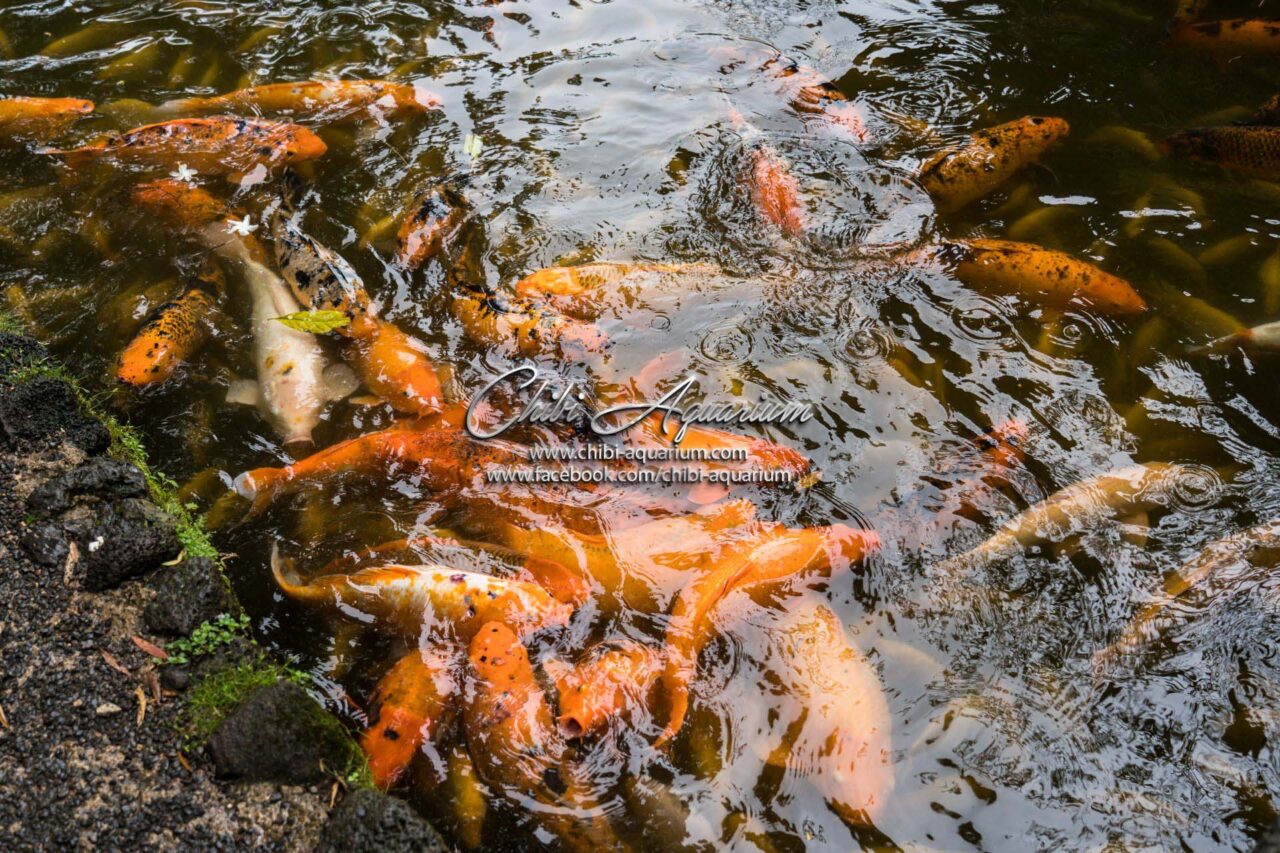 KOI - Chibi-Aquarium