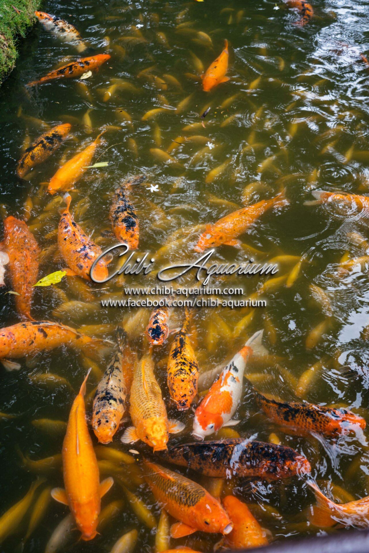KOI - Chibi-Aquarium